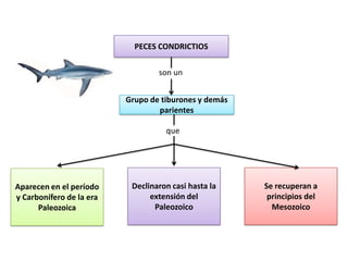 Escuela de Biología y Química Peces Cartilaginos por Gabriela Gualle ...