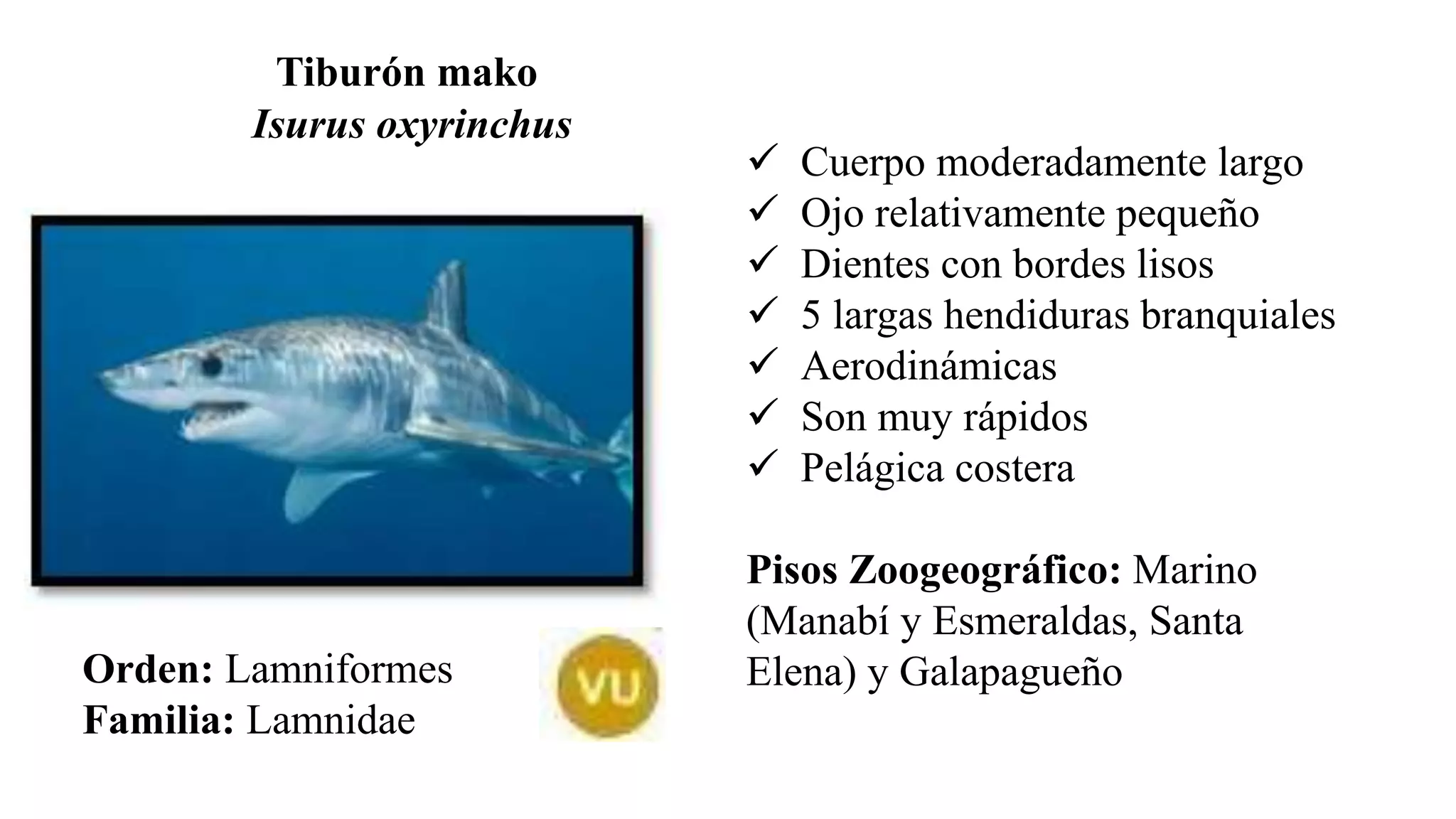 Peces condrictios del ecuador por Carlos Macas | PPTX | Geography | Science