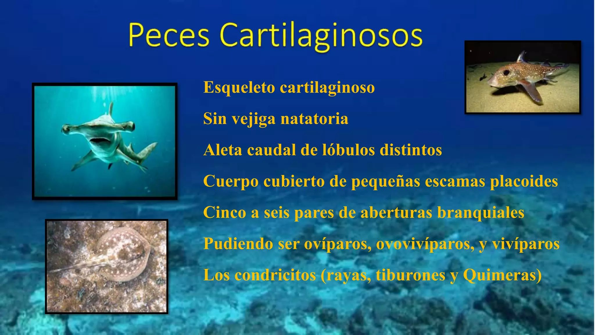 Peces condrictios del ecuador por Carlos Macas | PPTX | Geography | Science