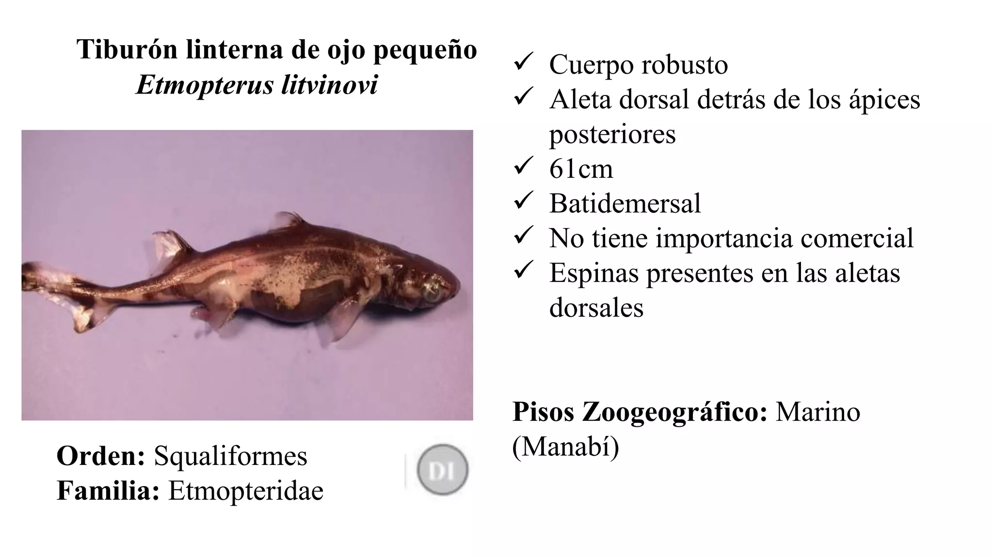 Peces condrictios del ecuador por Carlos Macas | PPTX | Geography | Science