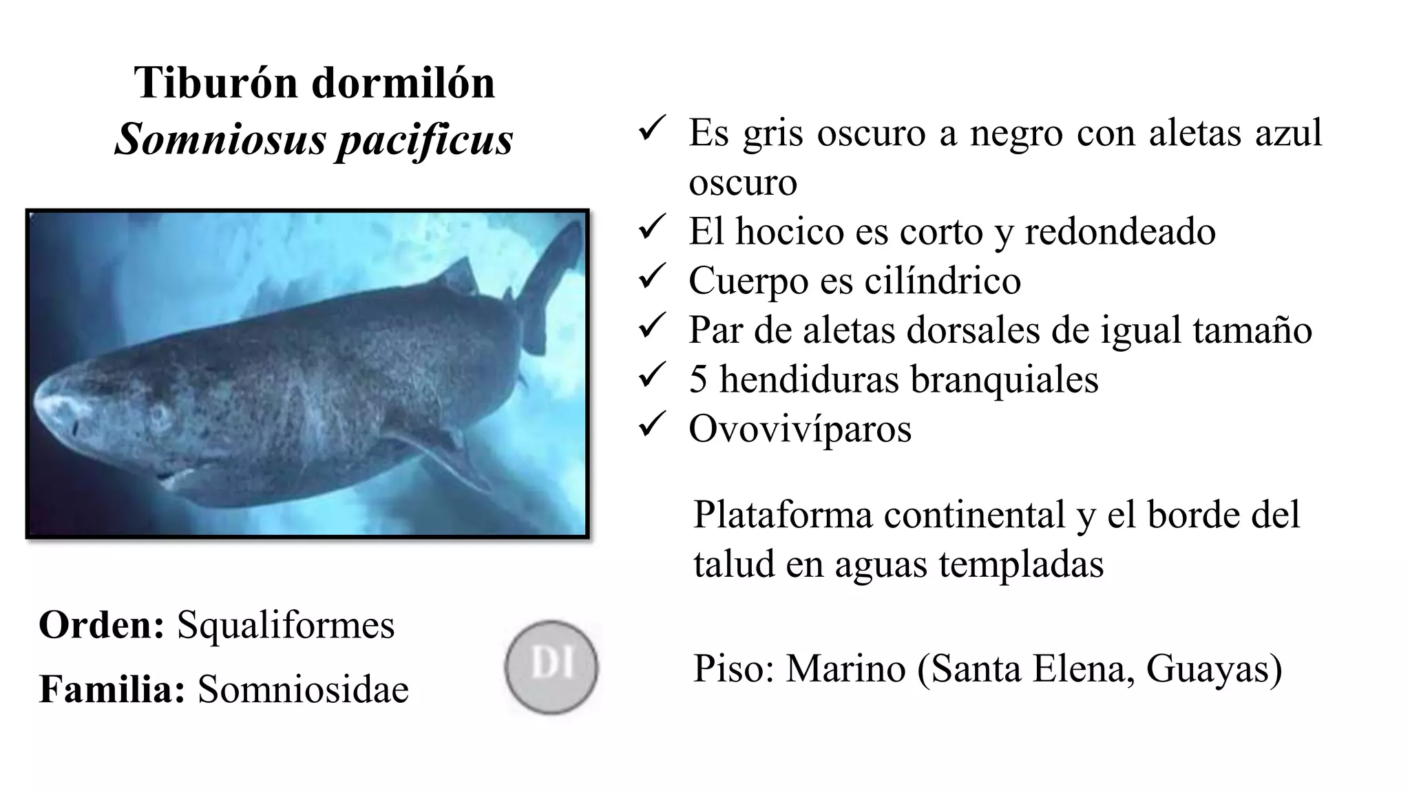 Peces condrictios del ecuador por Carlos Macas | PPTX | Geography | Science