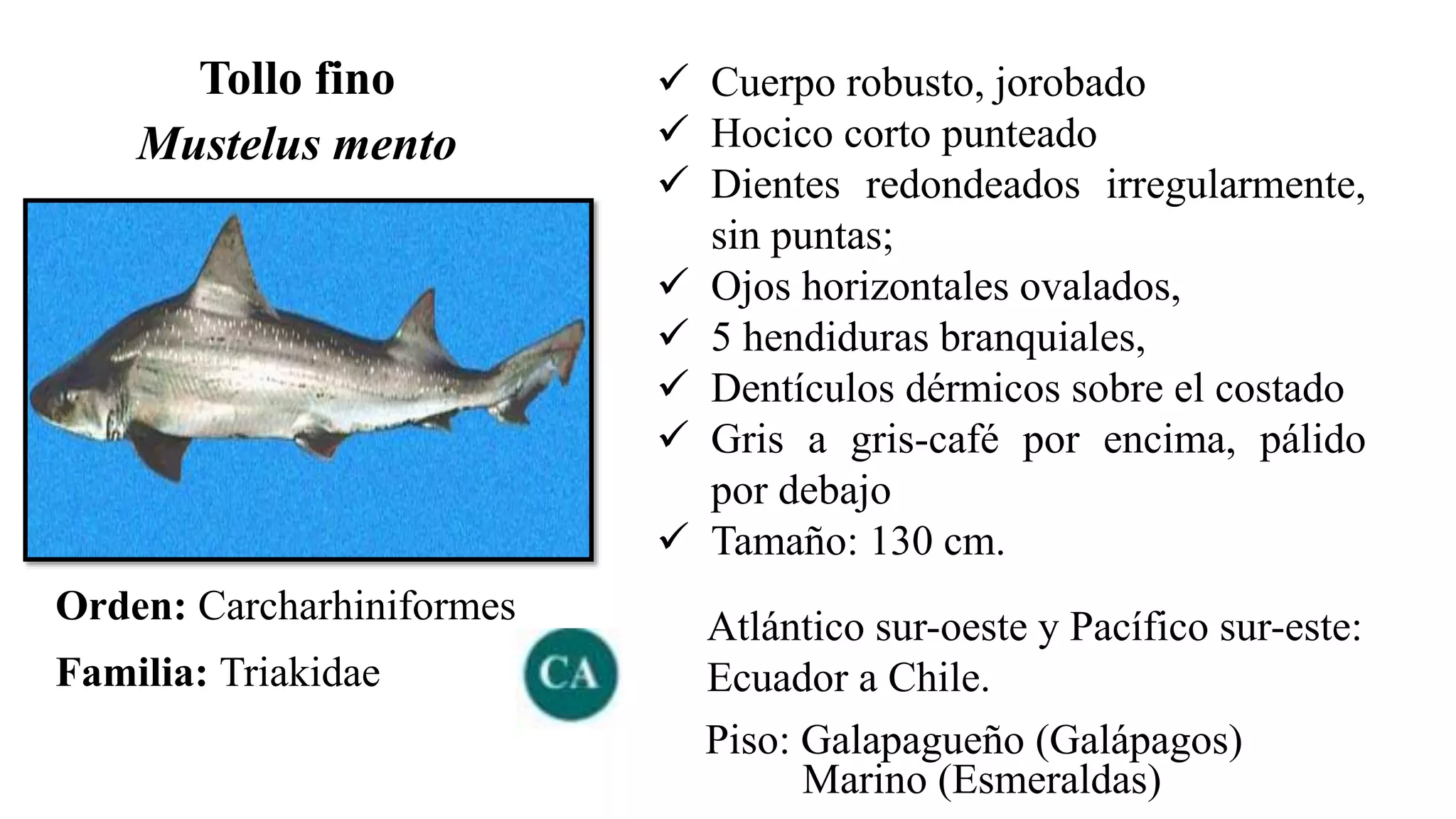 Peces condrictios del ecuador por Carlos Macas | PPTX | Geography | Science