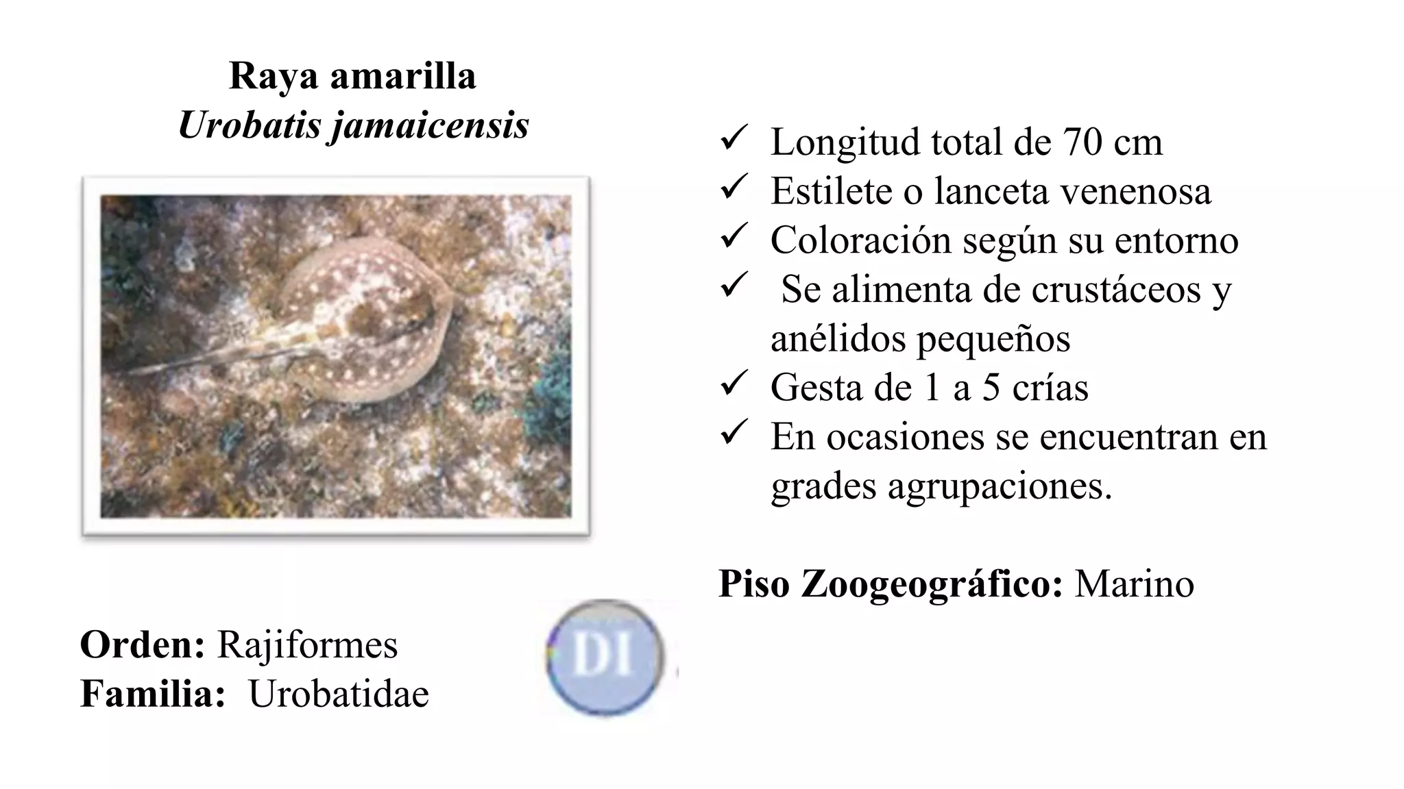 Peces condrictios del ecuador por Carlos Macas | PPTX | Geography | Science