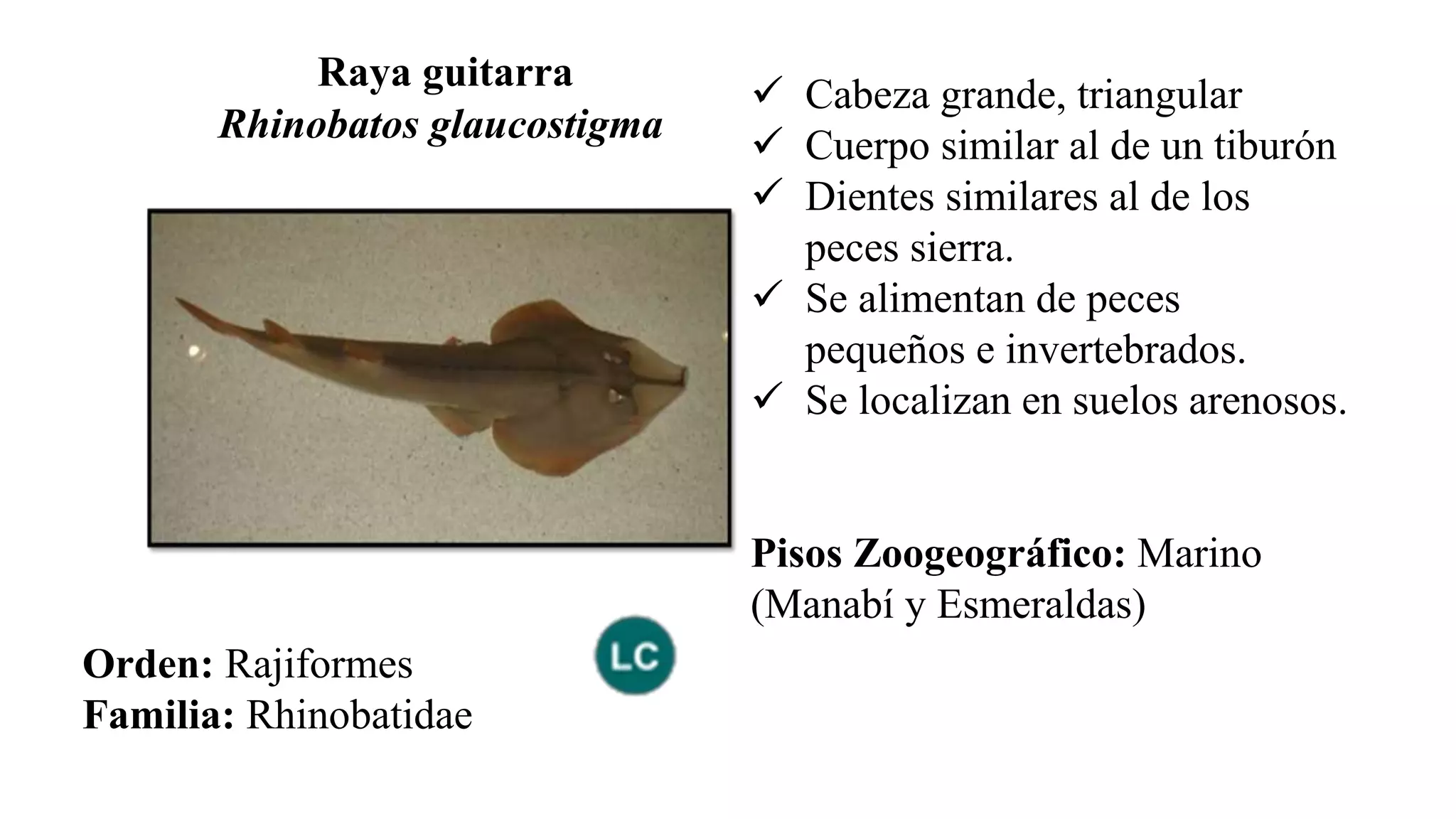 Peces condrictios del ecuador por Carlos Macas | PPTX | Geography | Science