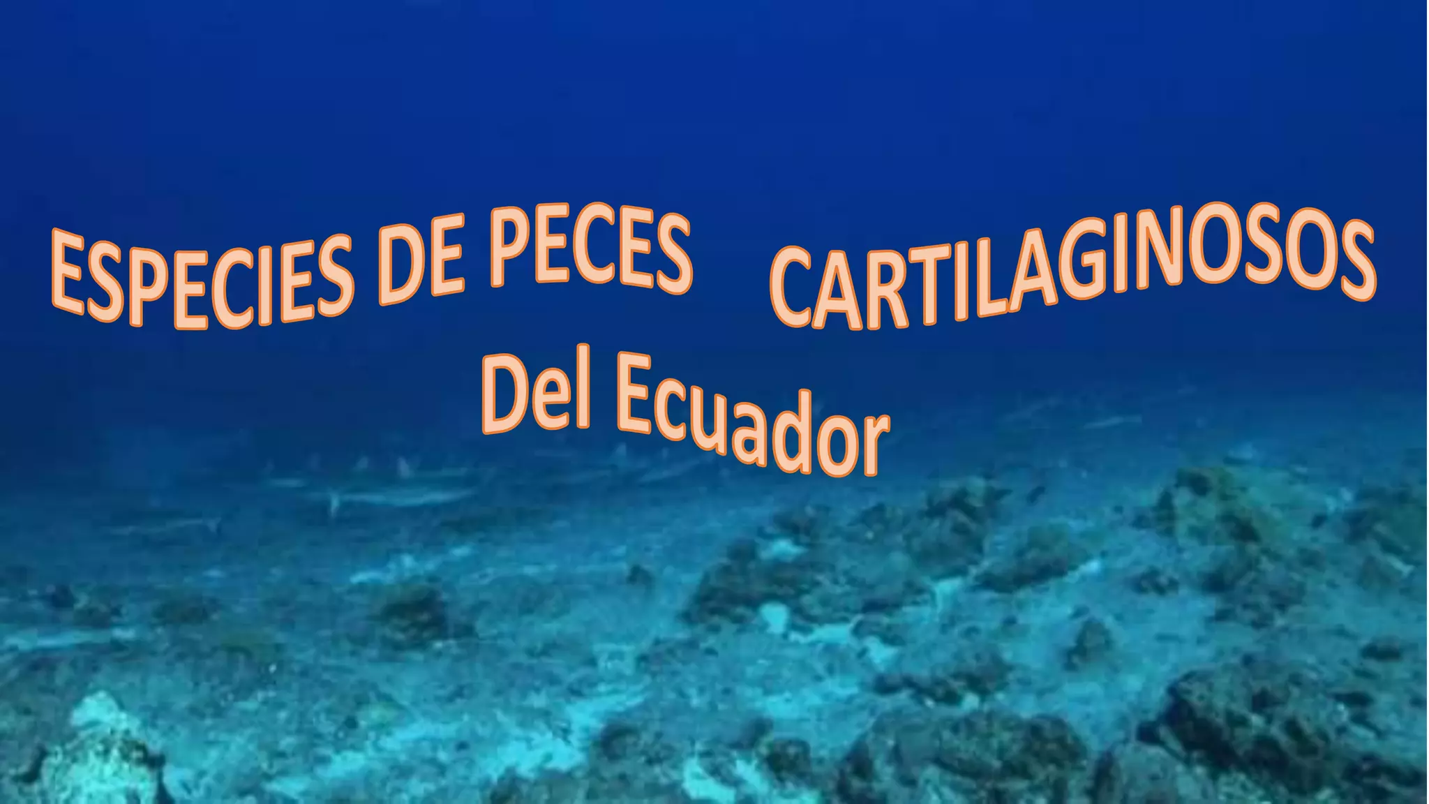Peces condrictios del ecuador por Carlos Macas | PPTX | Geography | Science