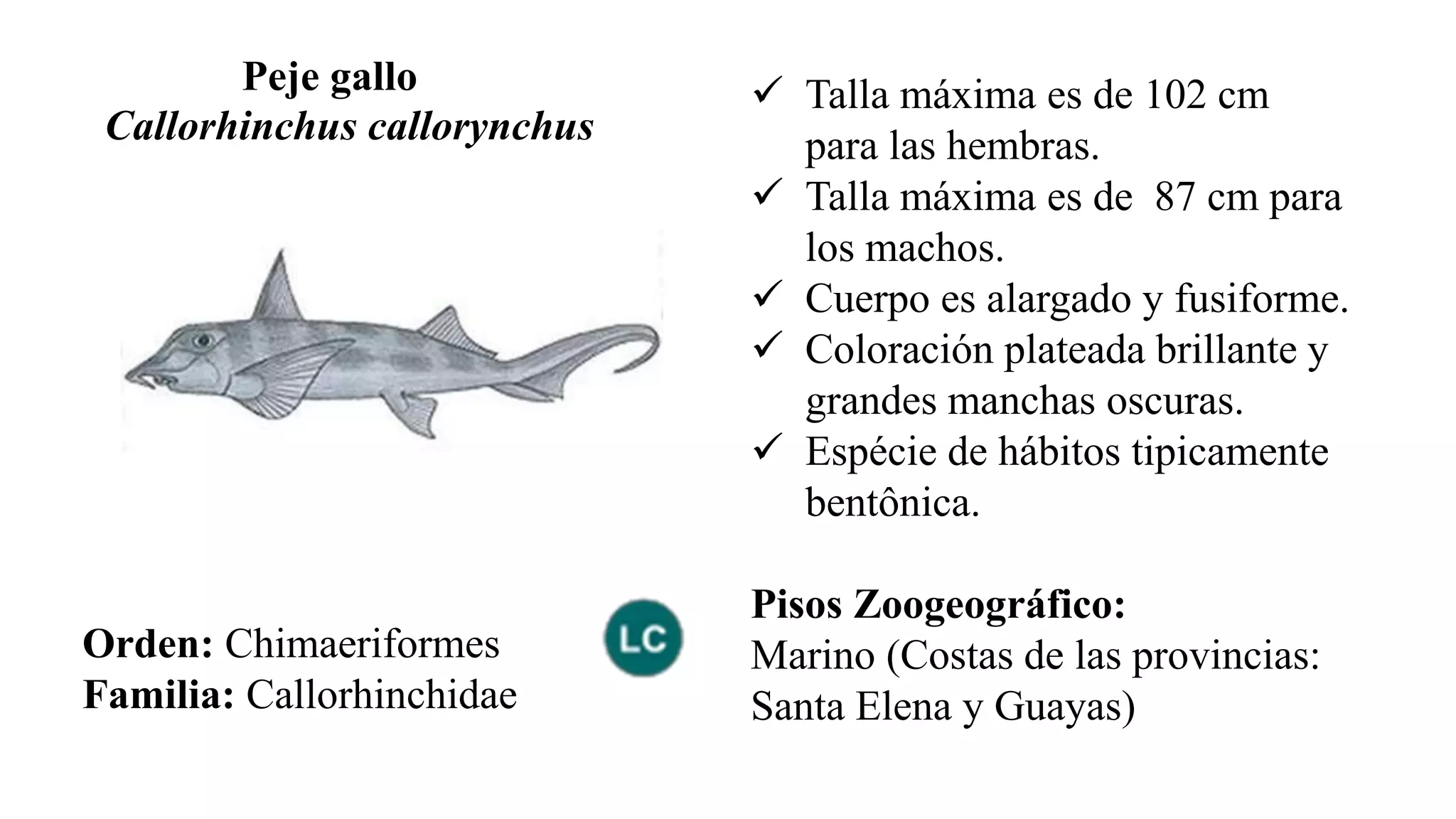 Peces condrictios del ecuador por Carlos Macas | PPTX | Geography | Science