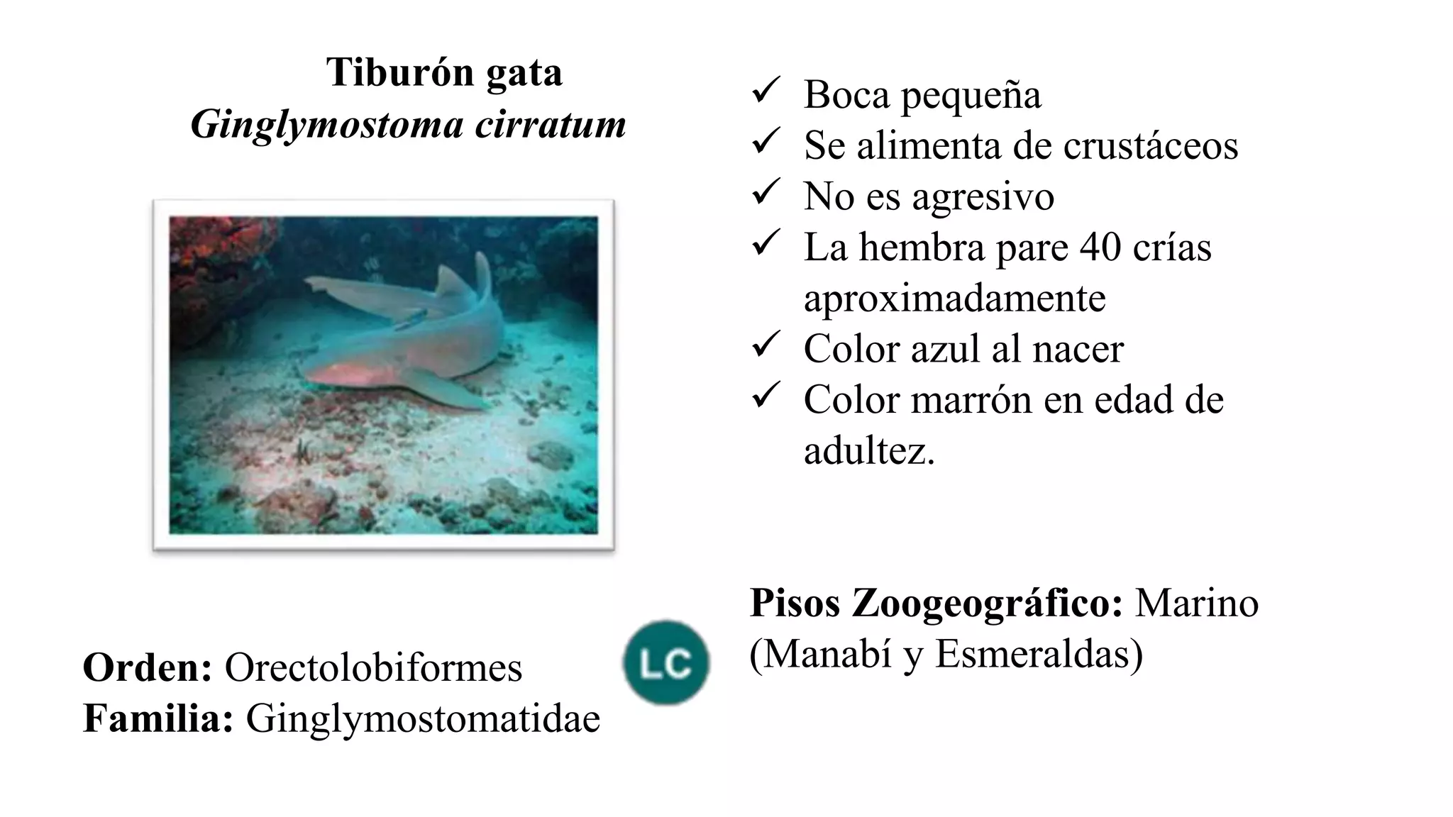 Peces condrictios del ecuador por Carlos Macas | PPTX | Geography | Science