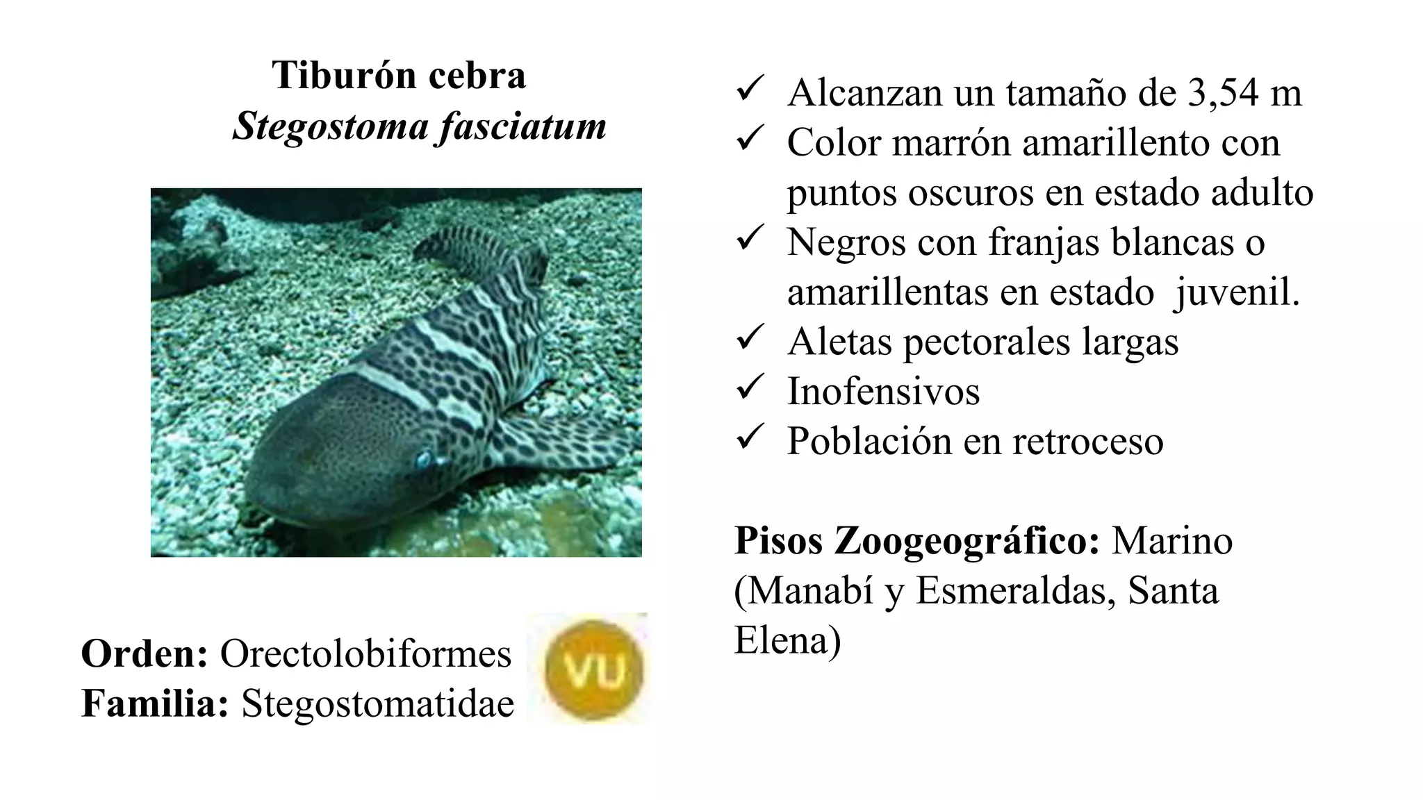 Peces condrictios del ecuador por Carlos Macas | PPTX | Geography | Science