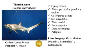 Peces condrictios del ecuador por Carlos Macas | PPTX