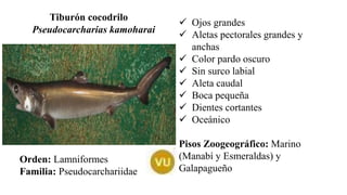 Peces condrictios del ecuador por Carlos Macas | PPTX