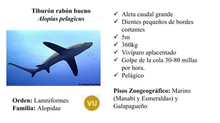 Peces condrictios del ecuador por Carlos Macas | PPTX