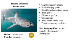 Peces condrictios del ecuador por Carlos Macas | PPTX