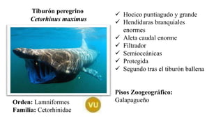 Peces condrictios del ecuador por Carlos Macas | PPTX