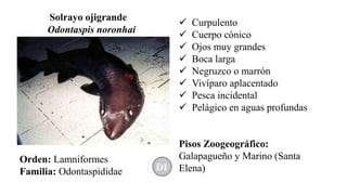 Peces condrictios del ecuador por Carlos Macas | PPTX