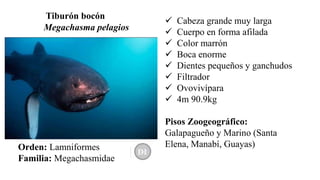 Peces condrictios del ecuador por Carlos Macas | PPTX