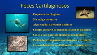 Peces condrictios del ecuador por Carlos Macas | PPTX