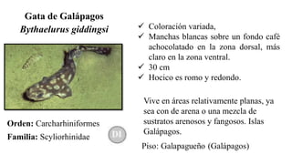 Peces condrictios del ecuador por Carlos Macas | PPTX