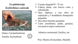 Peces condrictios del ecuador por Carlos Macas | PPTX