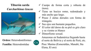 Peces condrictios del ecuador por Carlos Macas | PPTX