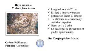 Peces condrictios del ecuador por Carlos Macas | PPTX