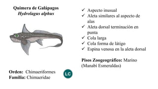 Peces condrictios del ecuador por Carlos Macas | PPTX