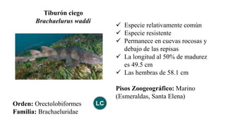 Peces condrictios del ecuador por Carlos Macas | PPTX