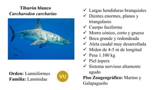 Peces condrictios del ecuador por Carlos Macas | PPTX