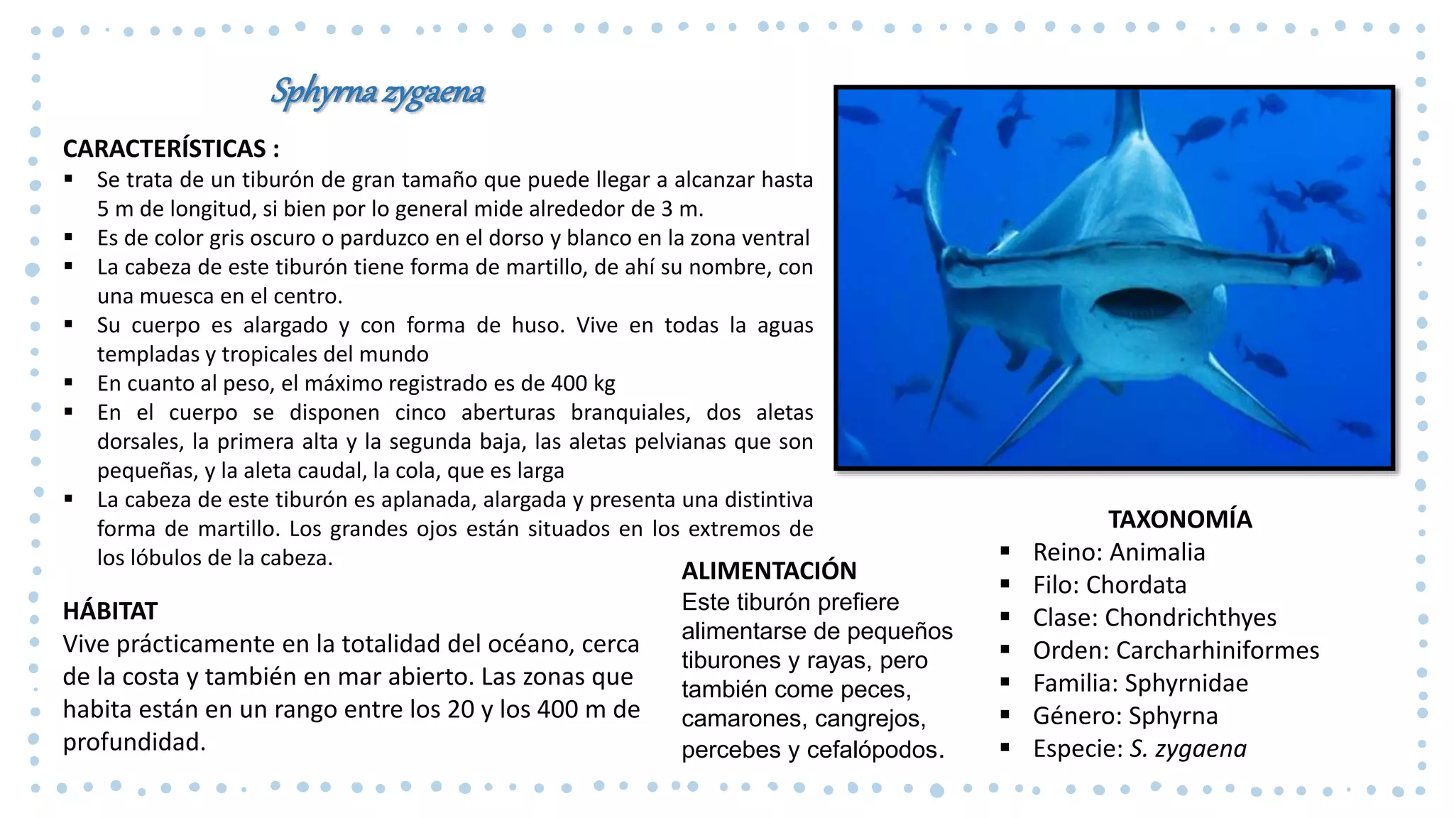 Peces condrictios y osteictios zoologia vertebrados expoo | PPTX