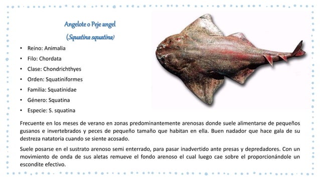 Peces condrictios y osteictios zoologia vertebrados expoo | PPT