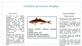 Peces condrictios y osteictios zoologia vertebrados expoo | PPTX