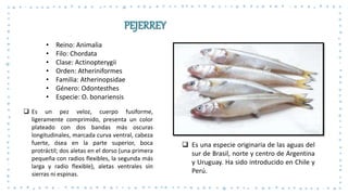 Peces condrictios y osteictios zoologia vertebrados expoo | PPTX
