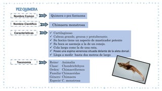 Peces condrictios y osteictios zoologia vertebrados expoo | PPTX