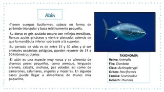 Peces condrictios y osteictios zoologia vertebrados expoo | PPTX