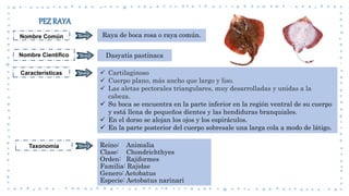 Peces condrictios y osteictios zoologia vertebrados expoo | PPTX