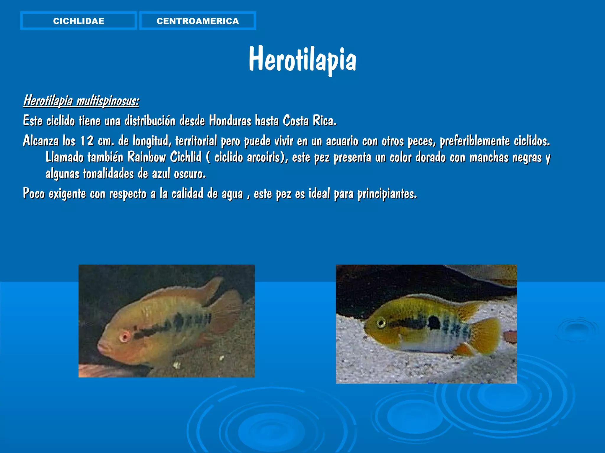 Peces de ornamentales de agua dulce trabajo actual | PPT