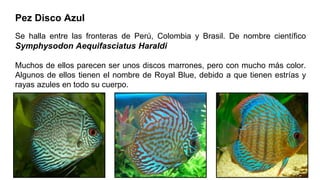 Peces disco | PPTX