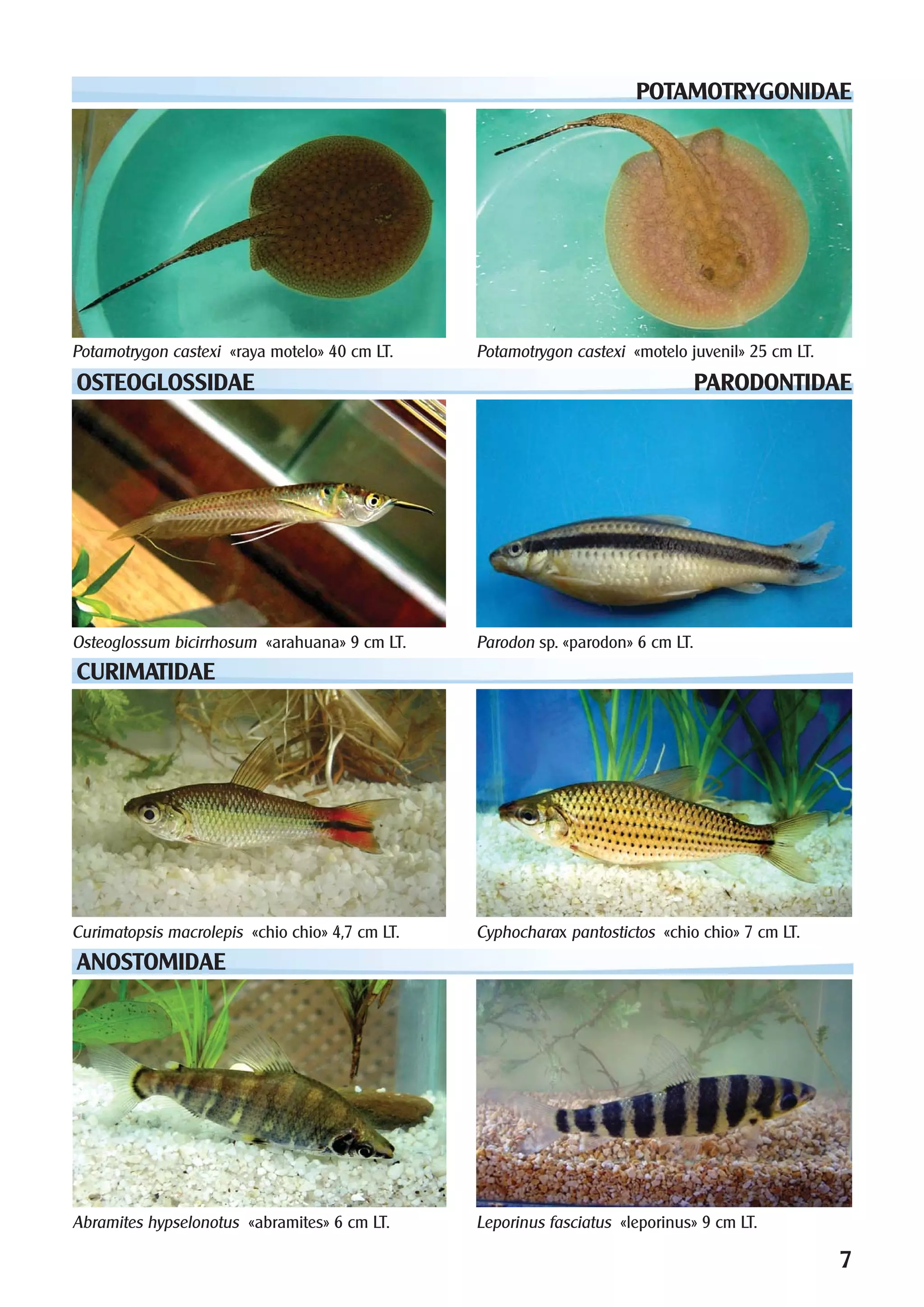 Peces ornamentales peru | PDF