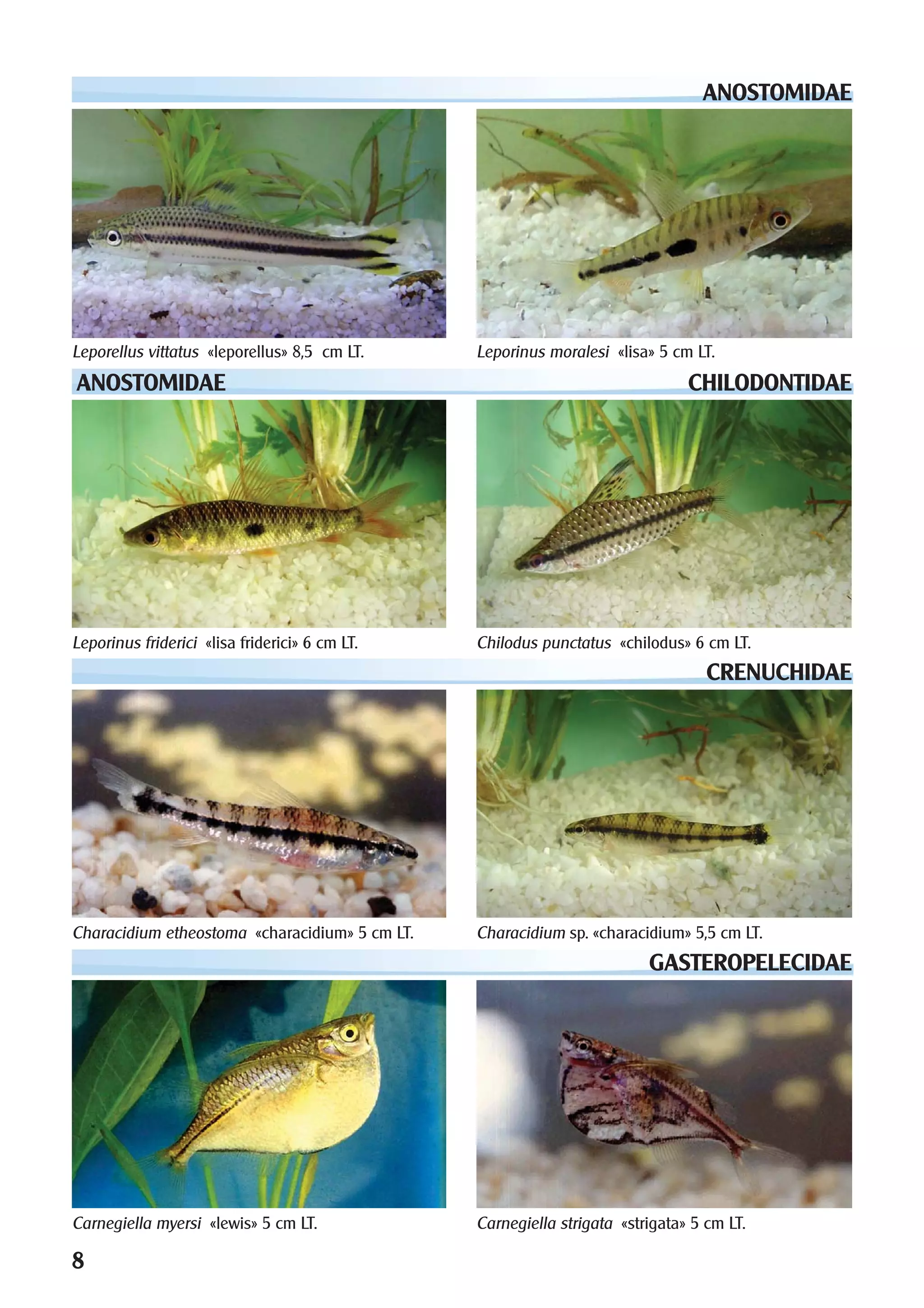 Peces ornamentales peru | PDF