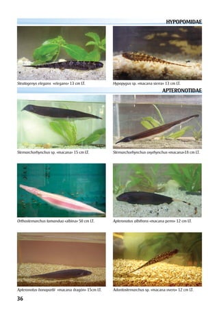 Peces ornamentales peru | PDF