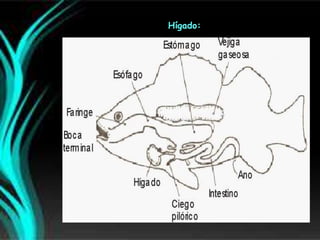 Peces anatomia morfologia y fisologia | PPTX