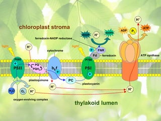 Artificial Photosynthesis | PPT