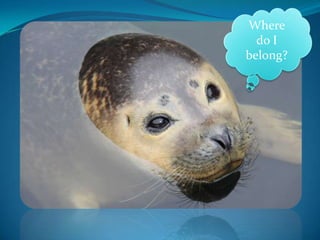 Pecha Kucha-Animals | PPTX