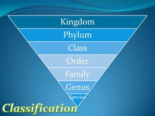 Pecha Kucha-Animals | PPTX