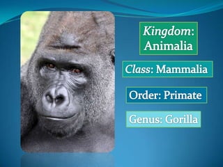 Pecha Kucha-Animals | PPTX