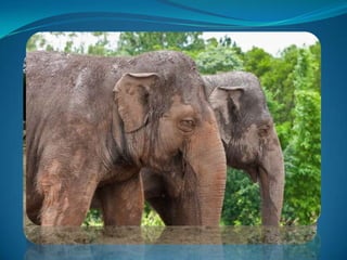 Pecha Kucha-Animals | PPTX