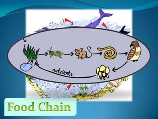 Pecha Kucha-Animals | PPTX