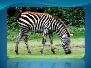 Pecha Kucha-Animals | PPTX