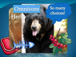 Pecha Kucha-Animals | PPTX