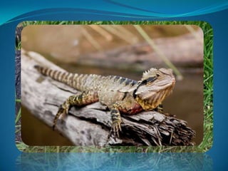 Pecha Kucha-Animals | PPTX