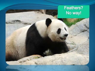 Pecha Kucha-Animals | PPTX